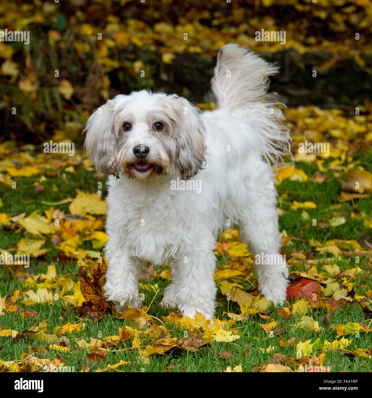 Cocker Spaniel Maltese Poodle Mix