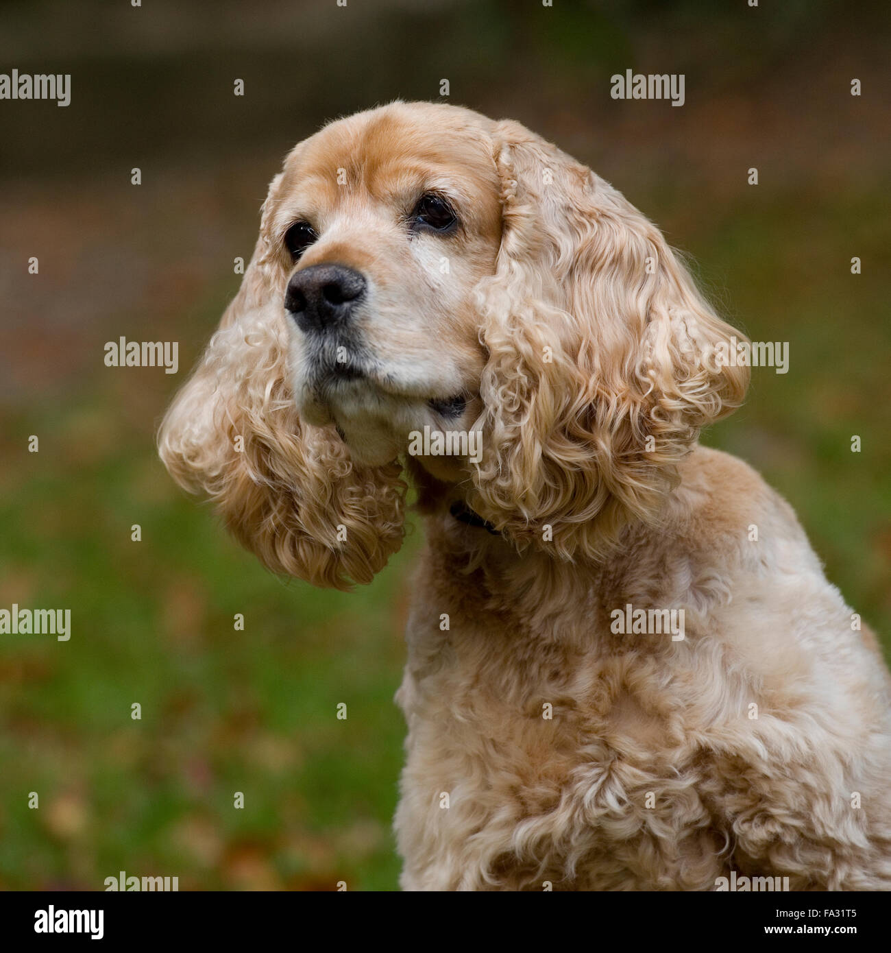 Golden cocker spaniel hi-res stock photography and images - Alamy