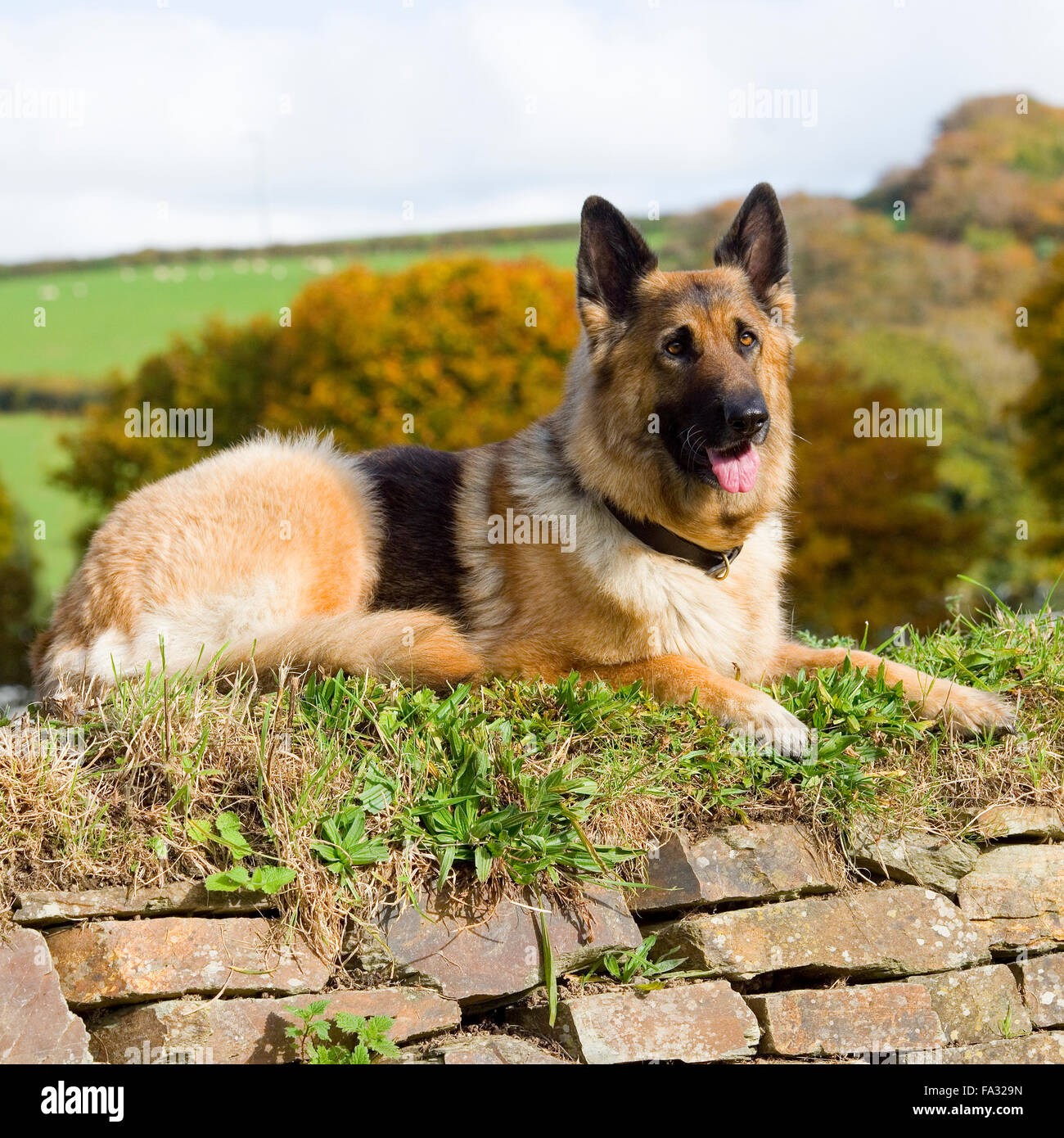 German shepherd hi-res stock photography and images - Alamy