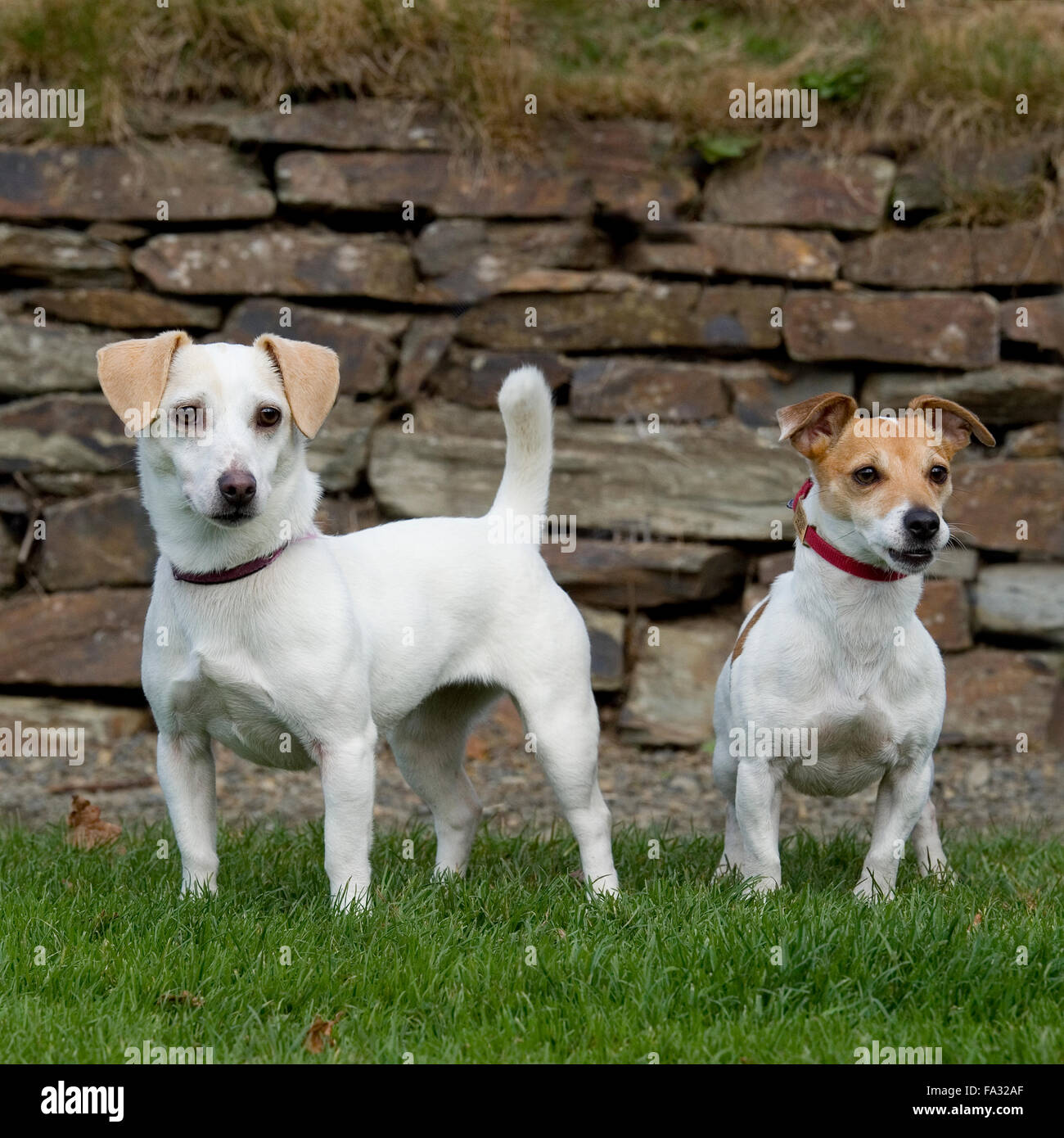 Working terriers hi-res stock photography and images - Alamy