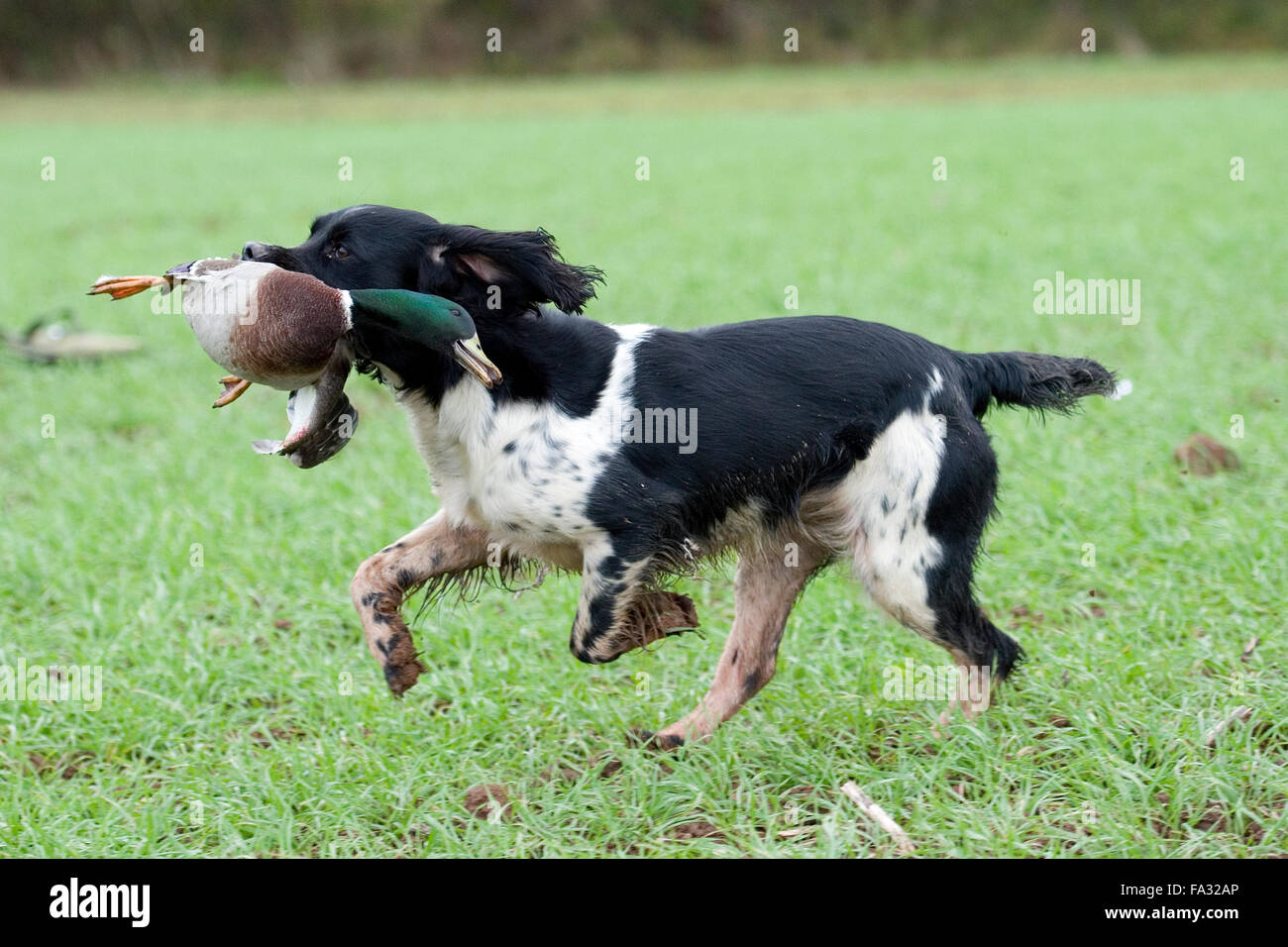 english springer spaniel retrieving a duck Stock Photo - Alamy