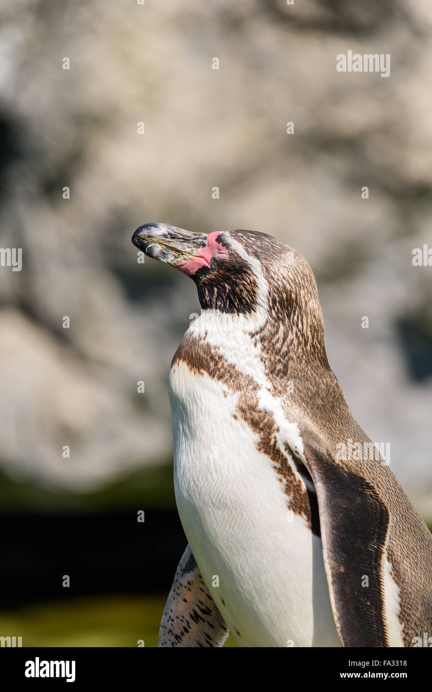 Spheniscus magellanicus beak hi-res stock photography and images - Alamy