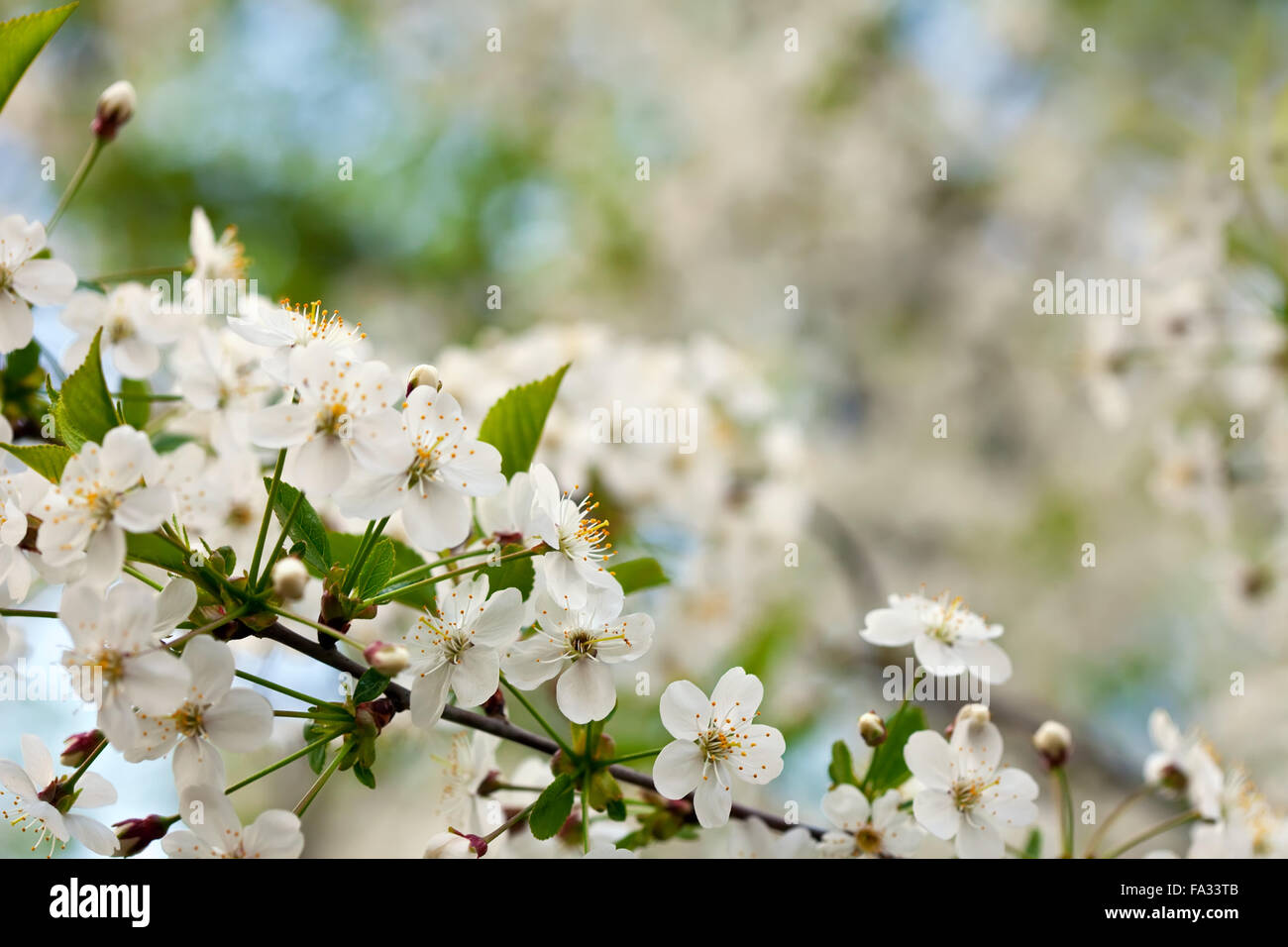 cherry tree branch in spring against blur background with copyspace ...