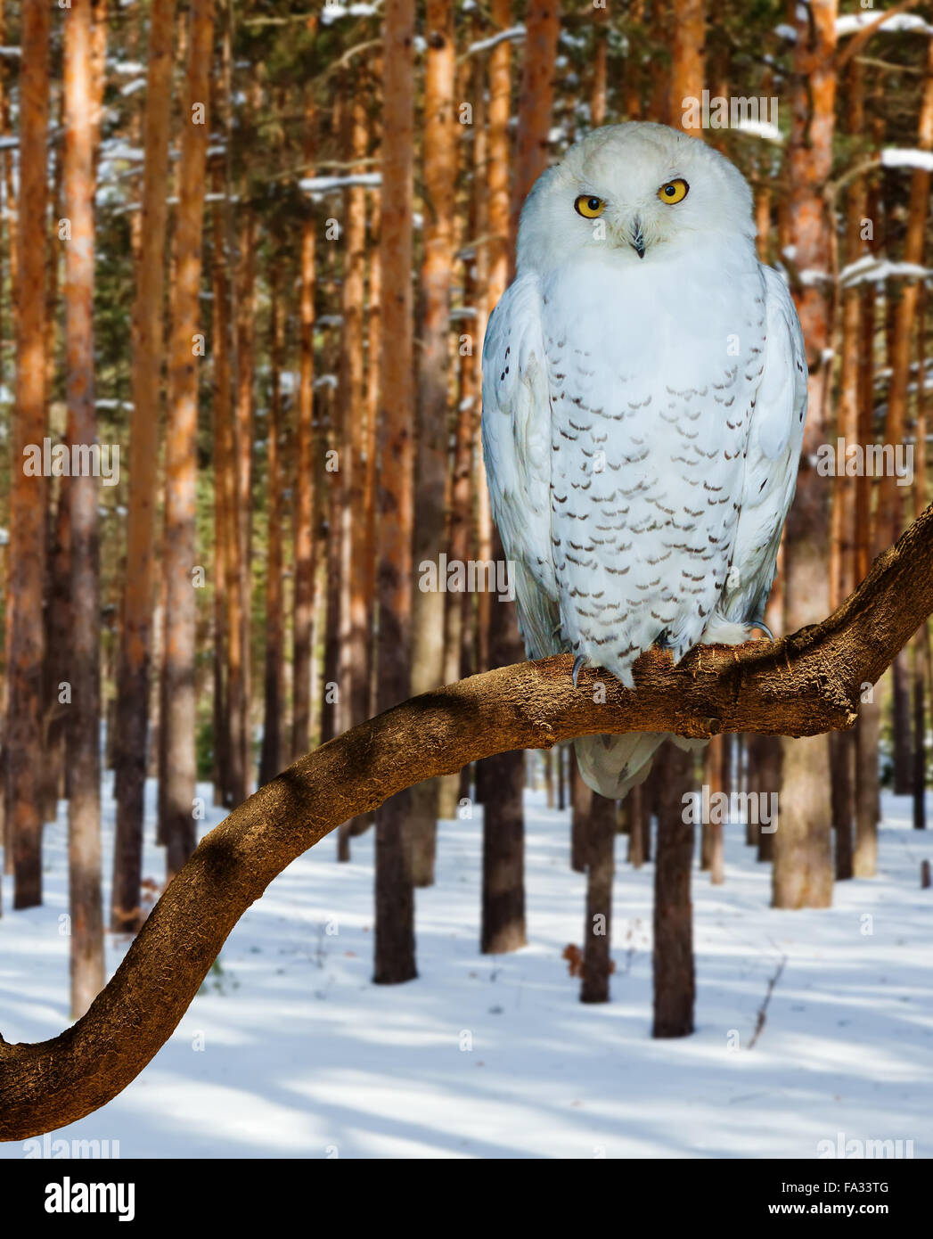 Owl in white pine hi-res stock photography and images - Alamy