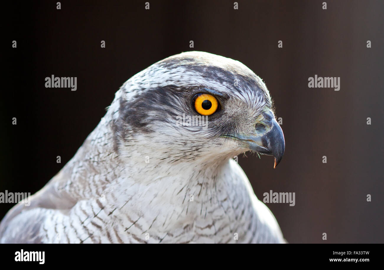 Side view of Hawk goshawk head Stock Photo - Alamy