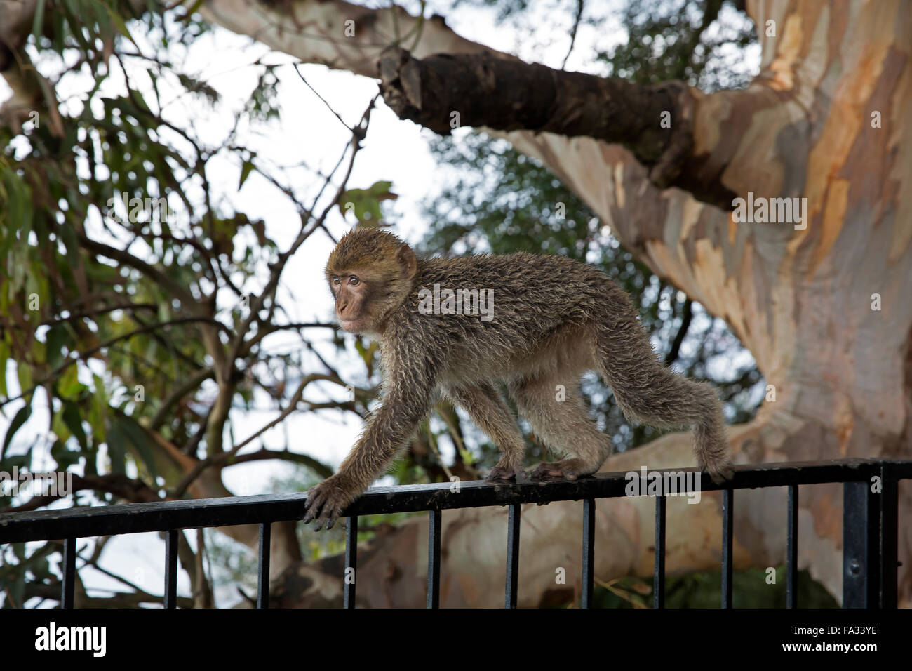 Barbary ape walking on a railing up on the rock Stock Photo - Alamy