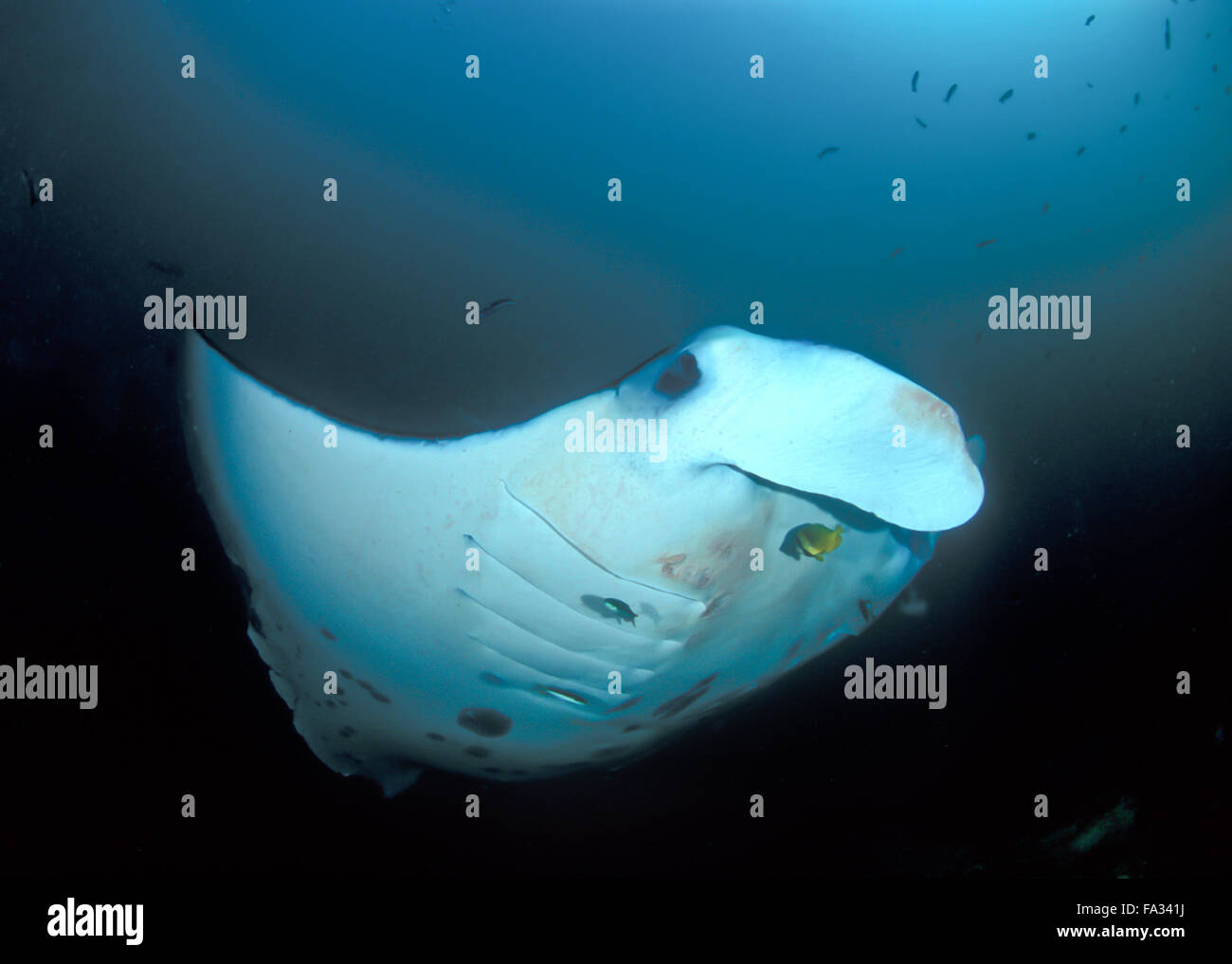 Dark manta hi-res stock photography and images - Alamy