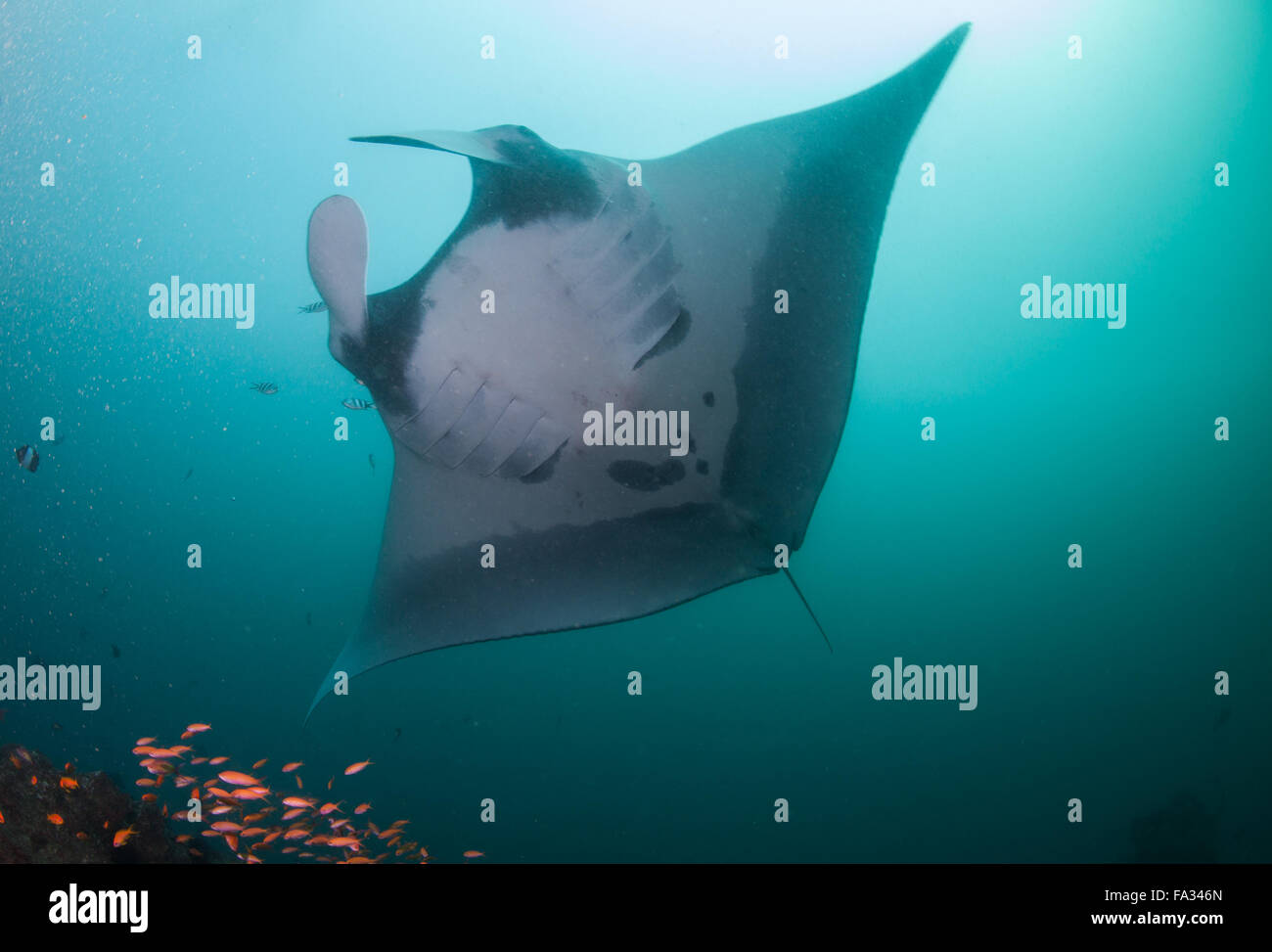 Elegant ray fish hi-res stock photography and images - Alamy