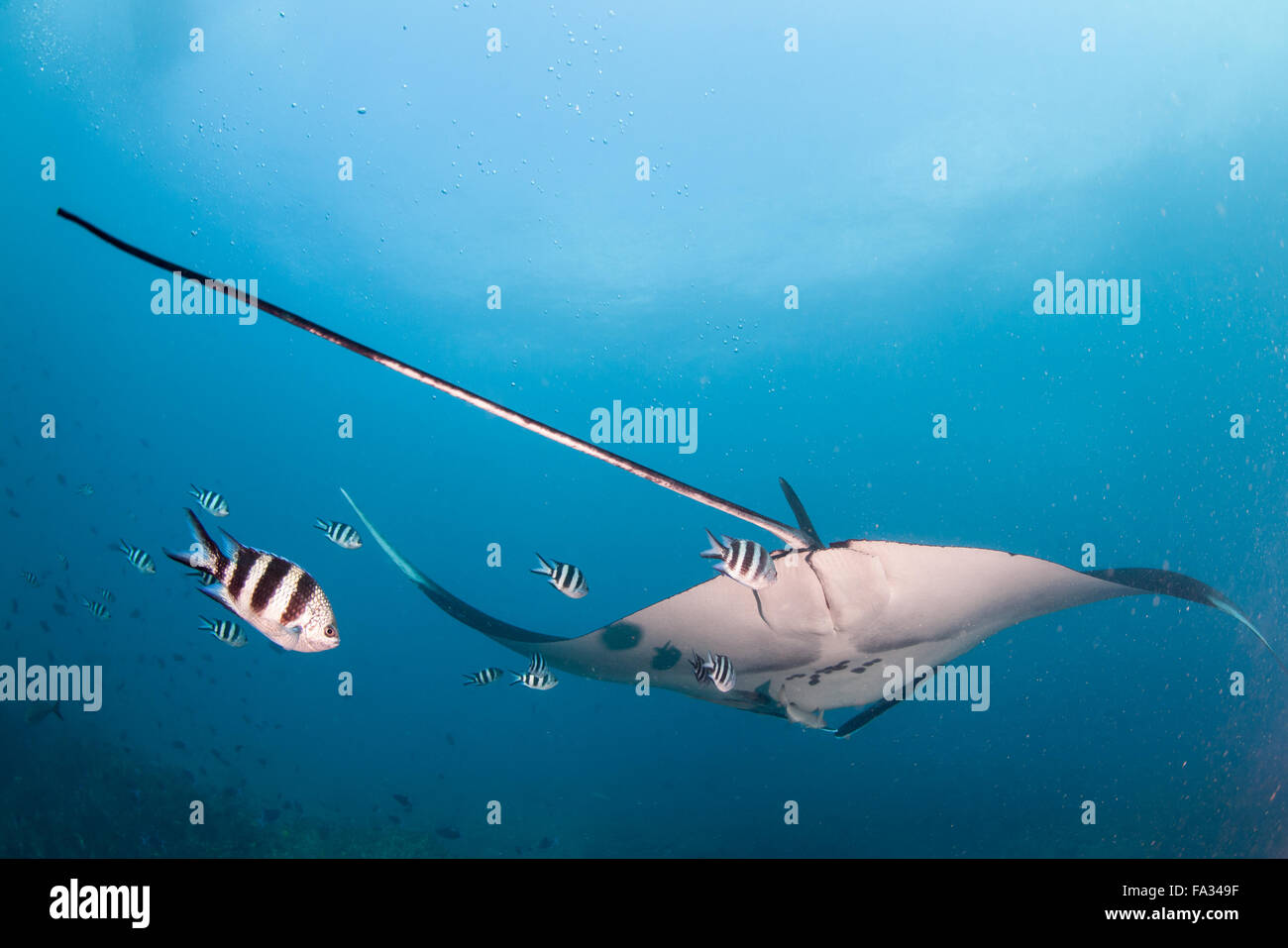 Ray tail hi-res stock photography and images - Alamy