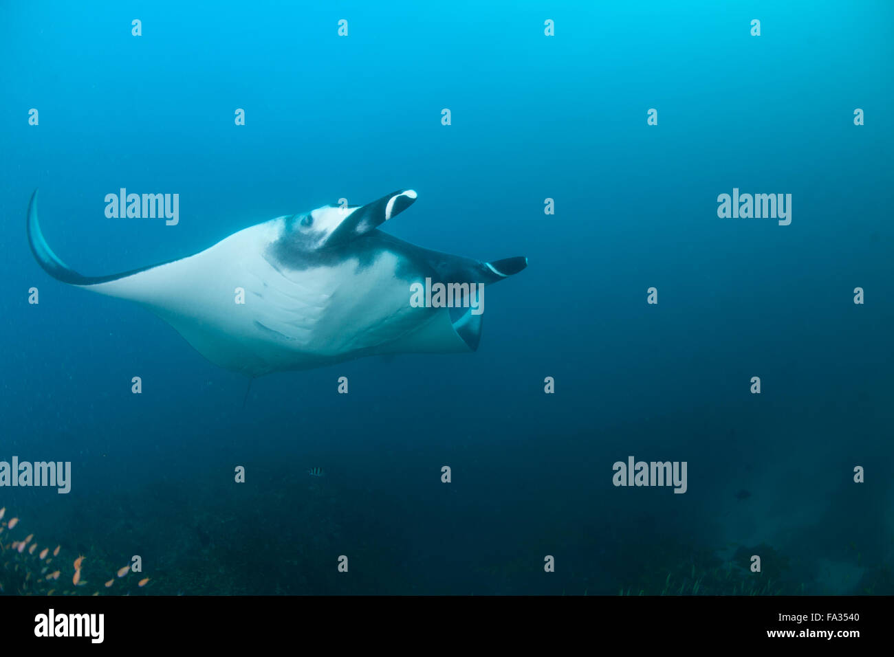A reef manta in very blue water Stock Photo - Alamy