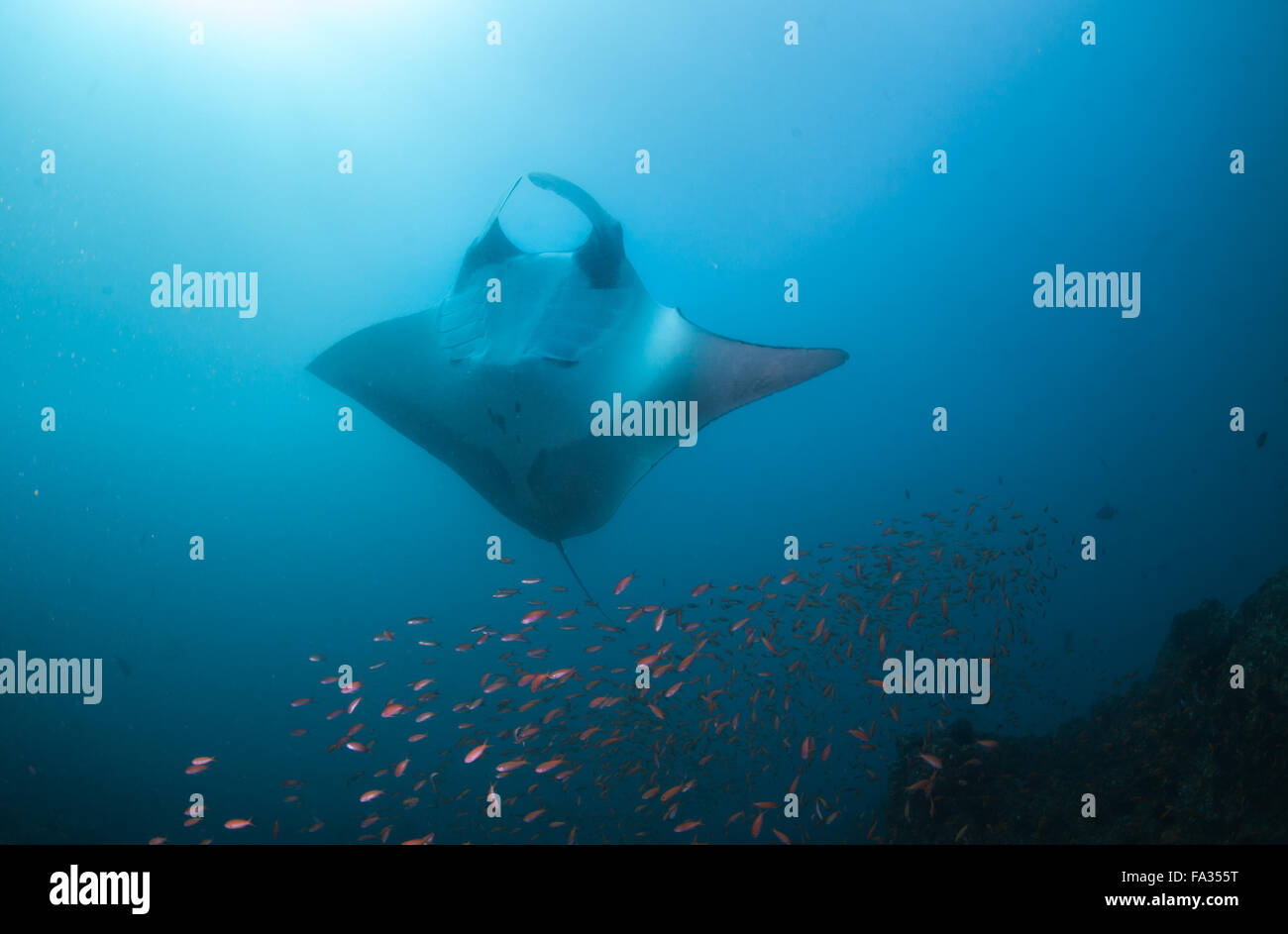 A manta ray posing belly-up for a photograph Stock Photo - Alamy