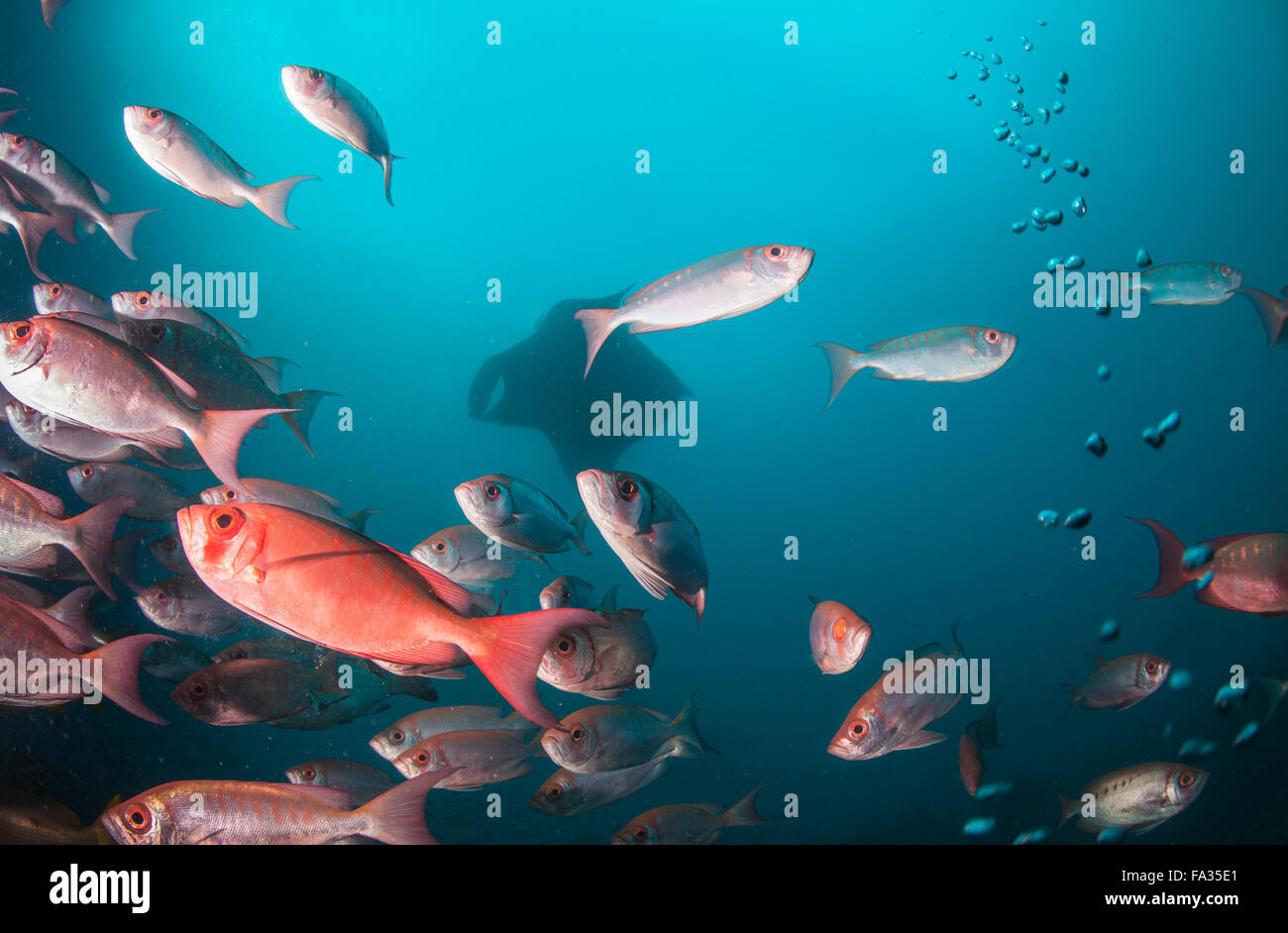 A manta ray gliding behind a school of fish Stock Photo - Alamy