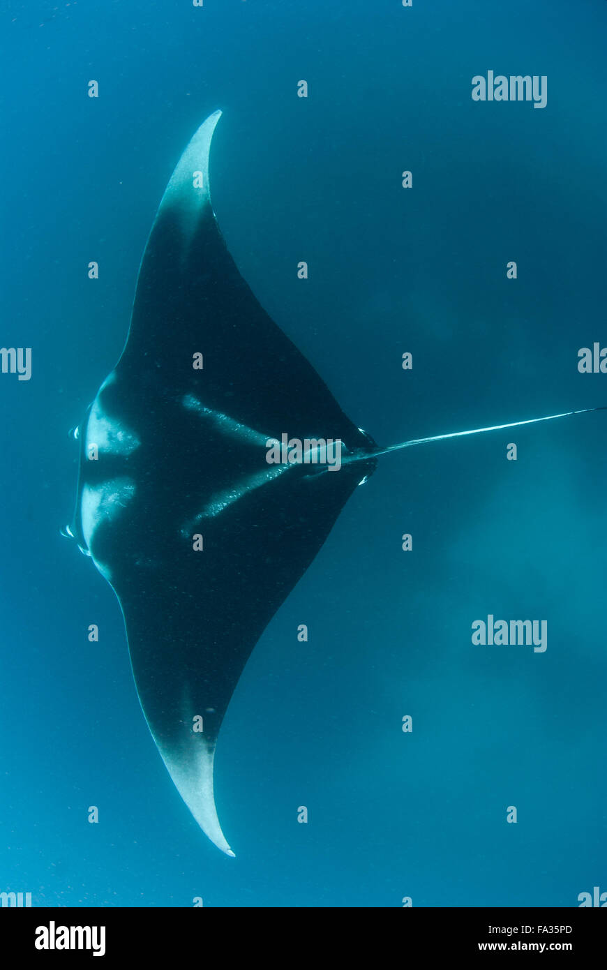 Gliding manta ray hi-res stock photography and images - Alamy