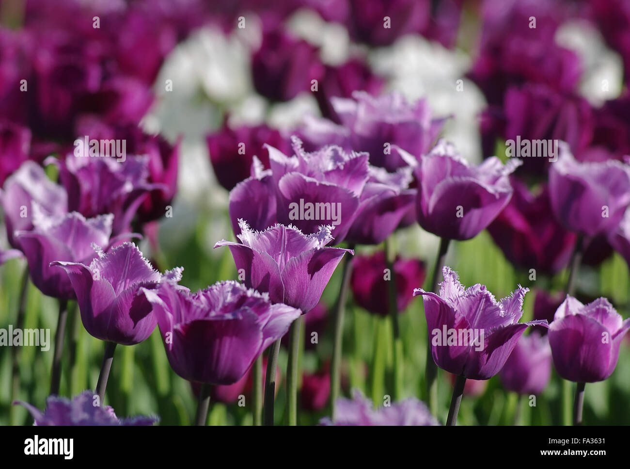 Violet tulips in the flowerbed Stock Photo - Alamy
