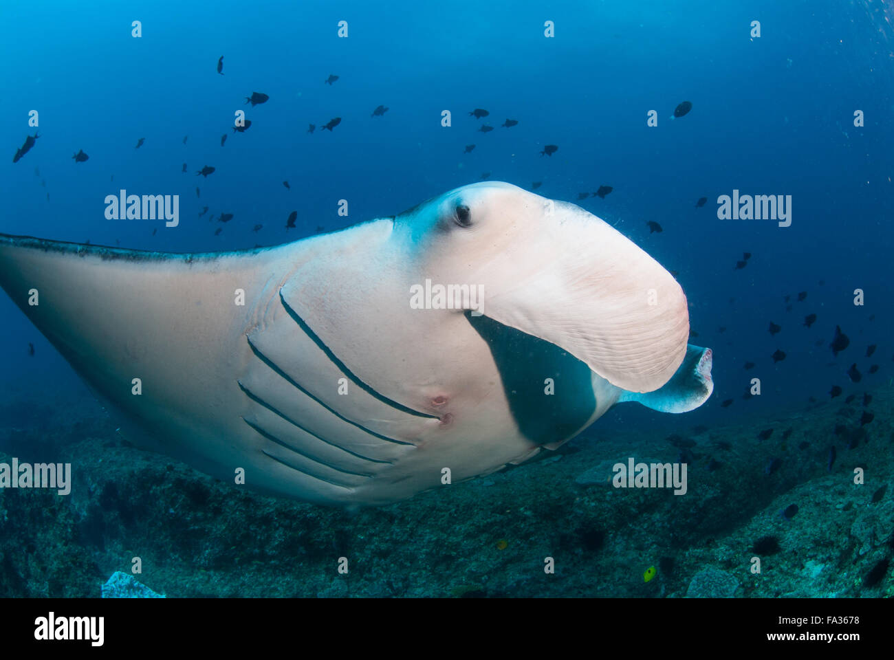 A close up of a manta ray Stock Photo - Alamy