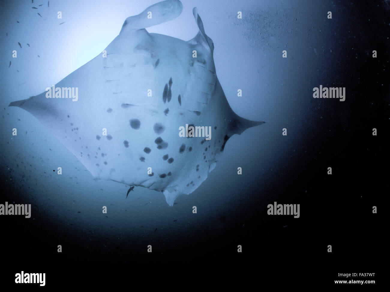 Giant manta ray birostris close hi-res stock photography and images - Alamy