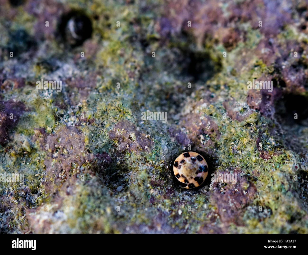 Oncomelania hi-res stock photography and images - Alamy