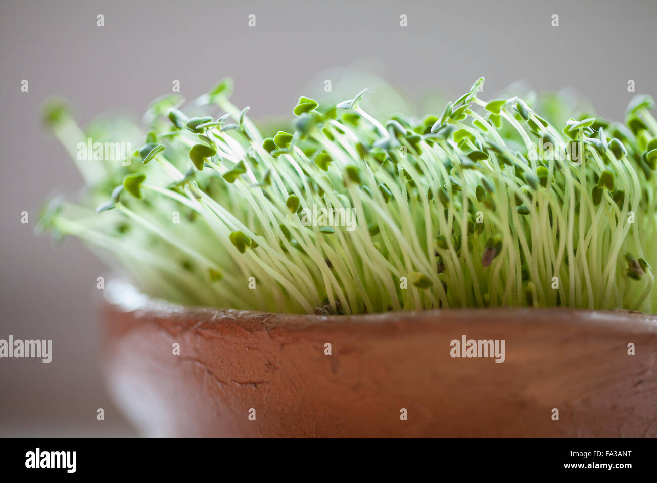 Seed Germination High Resolution Stock Photography and Images - Alamy