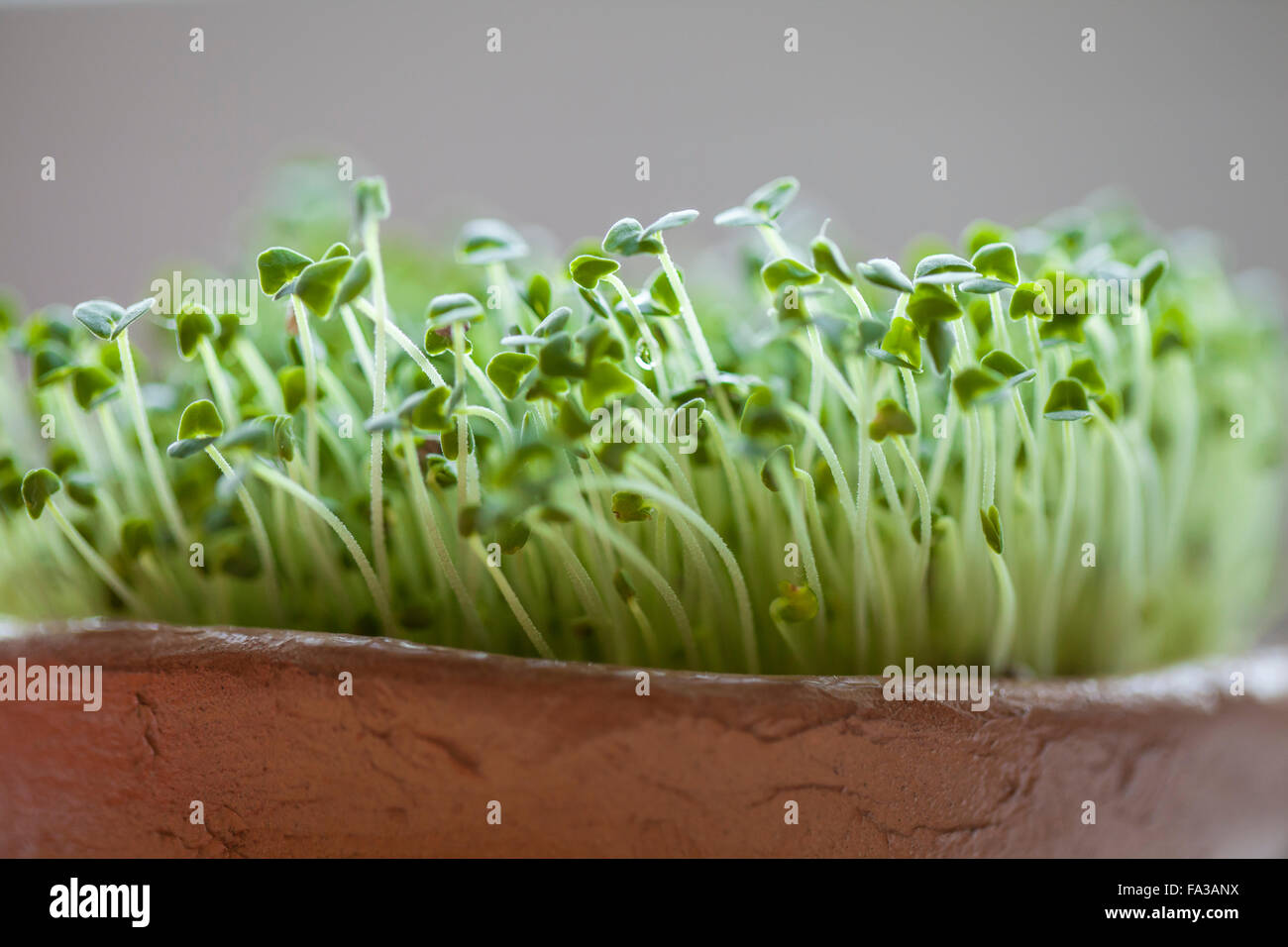 Seed Germination High Resolution Stock Photography and Images - Alamy