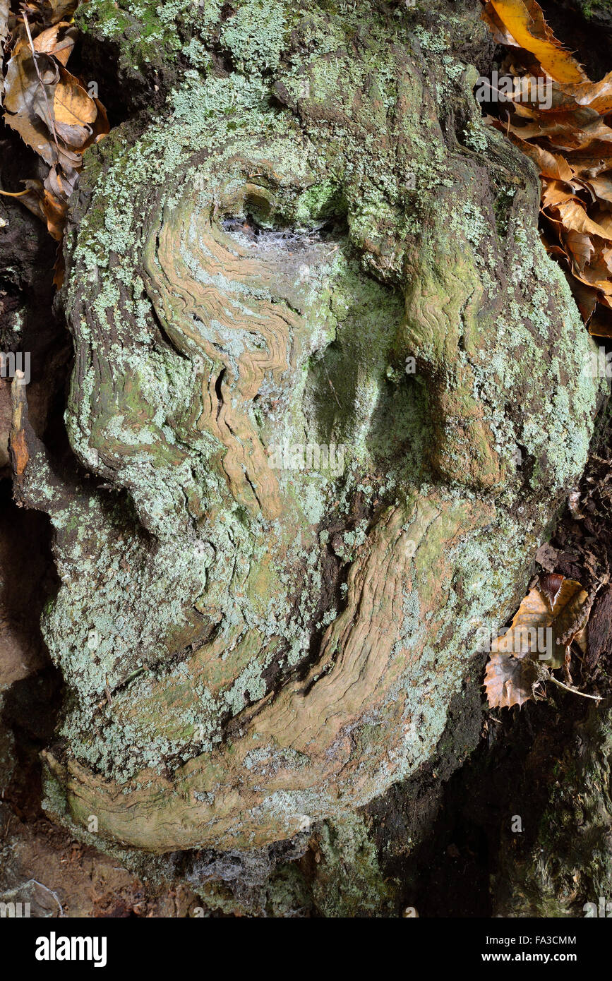 Sweet chestnut trunk hi-res stock photography and images - Alamy