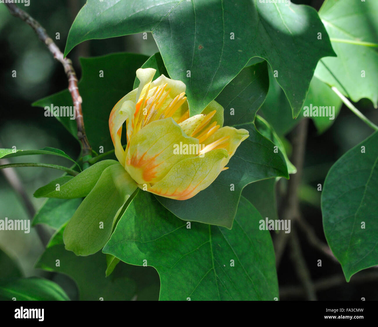 Tulip tree liriodendron tulipifera hi-res stock photography and images ...