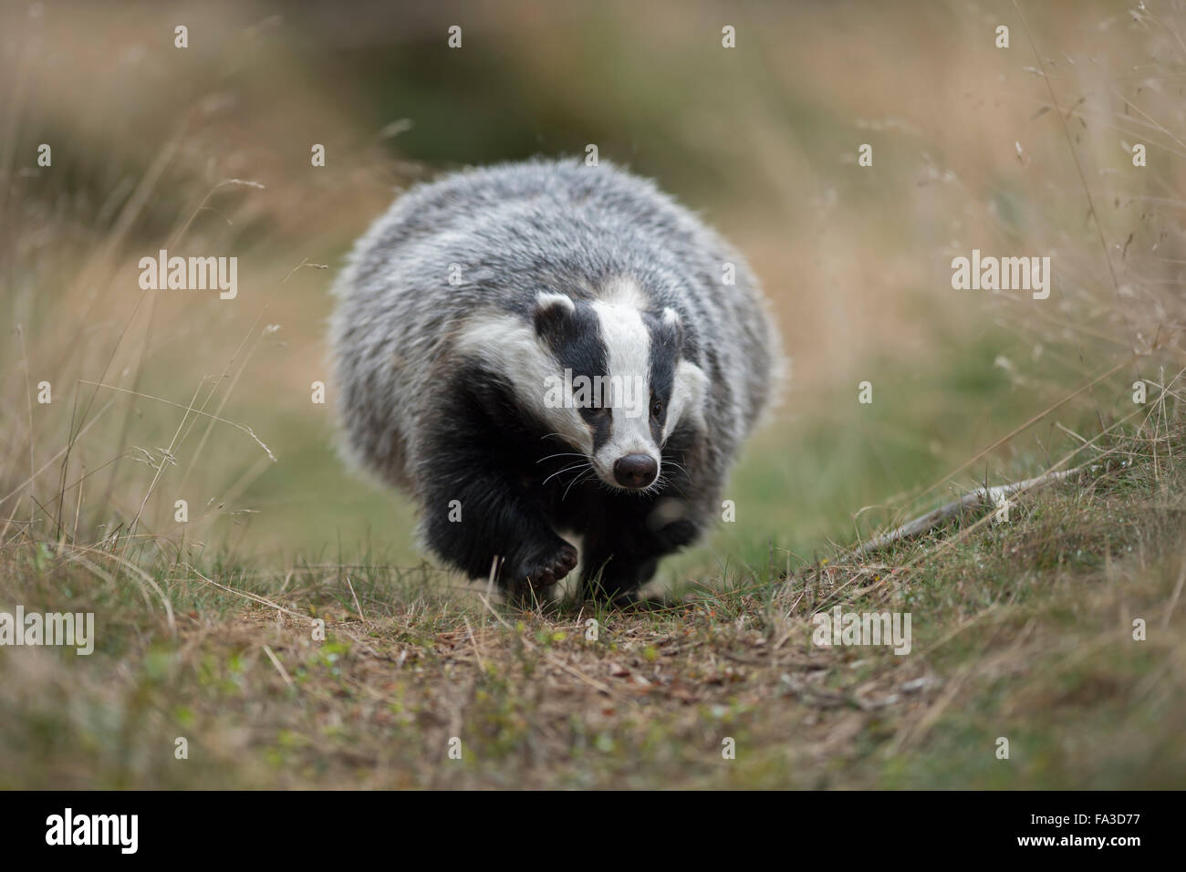 Badger meles meles hi-res stock photography and images - Alamy