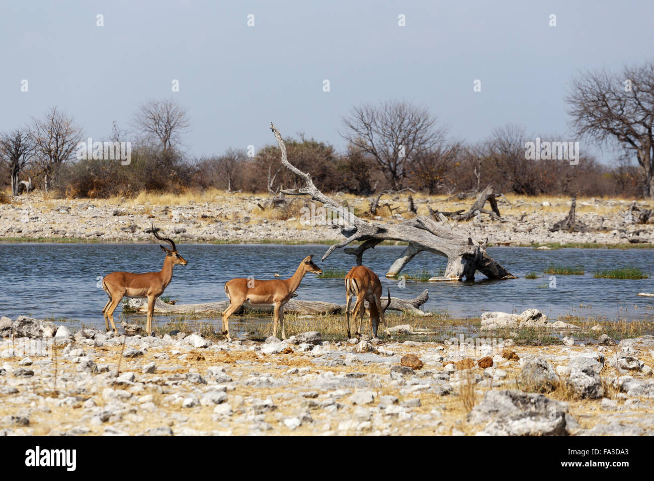 heard of Impala antelopes on waterhole in Etosha national Park, Namibia ...