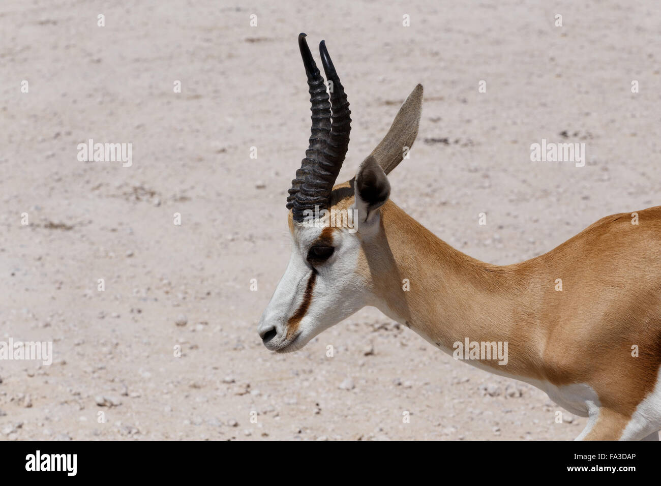 portrait of springbok in Etosha national park, Namibia Stock Photo - Alamy