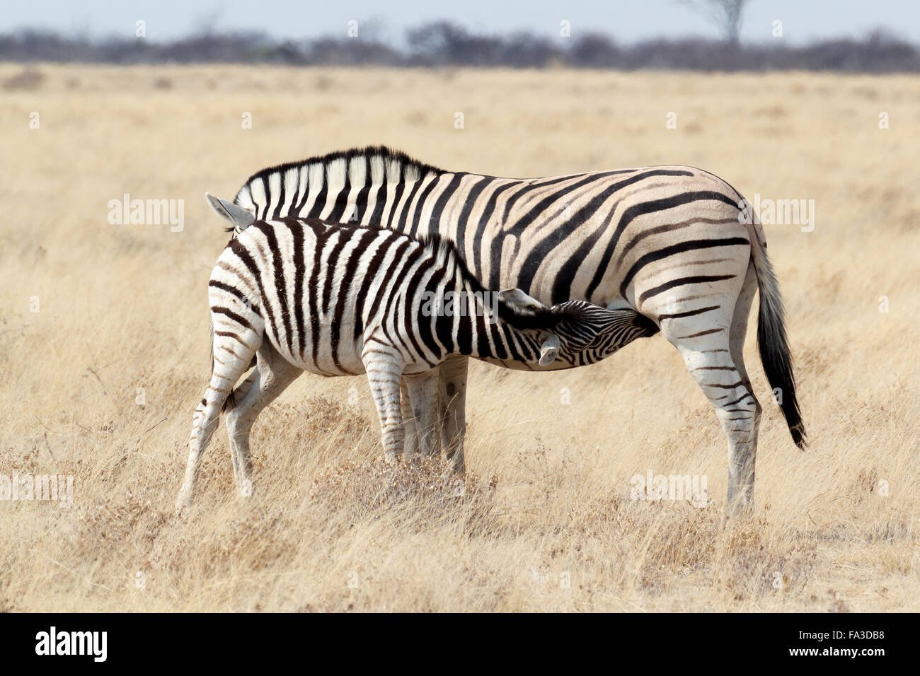 Zebra foal drinking milk from mother in african bush. Etosha national ...