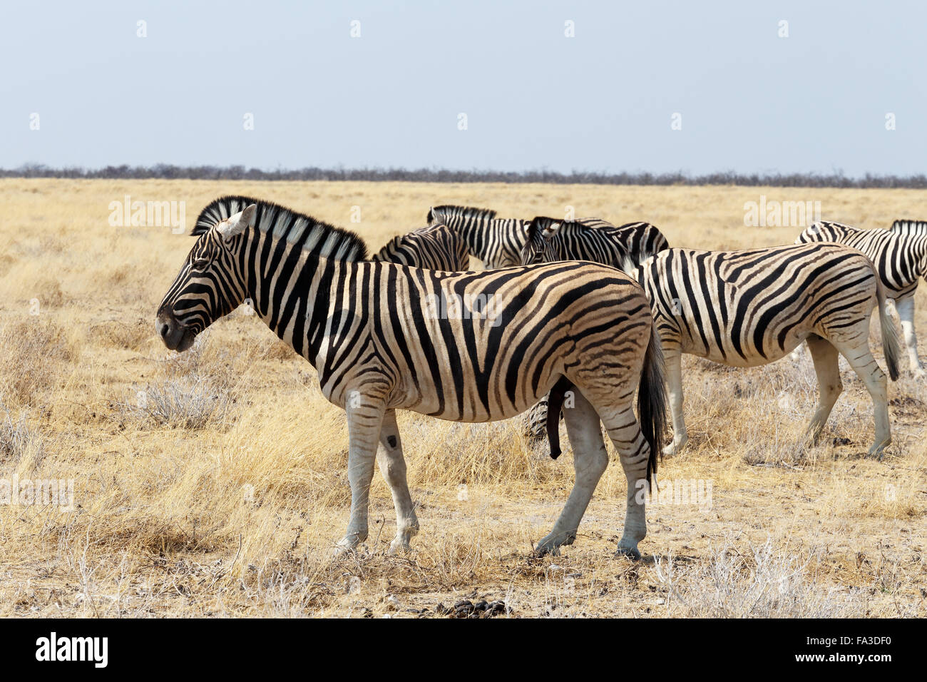herd of Zebra in african bush. Etosha national Park, Ombika, Kunene ...