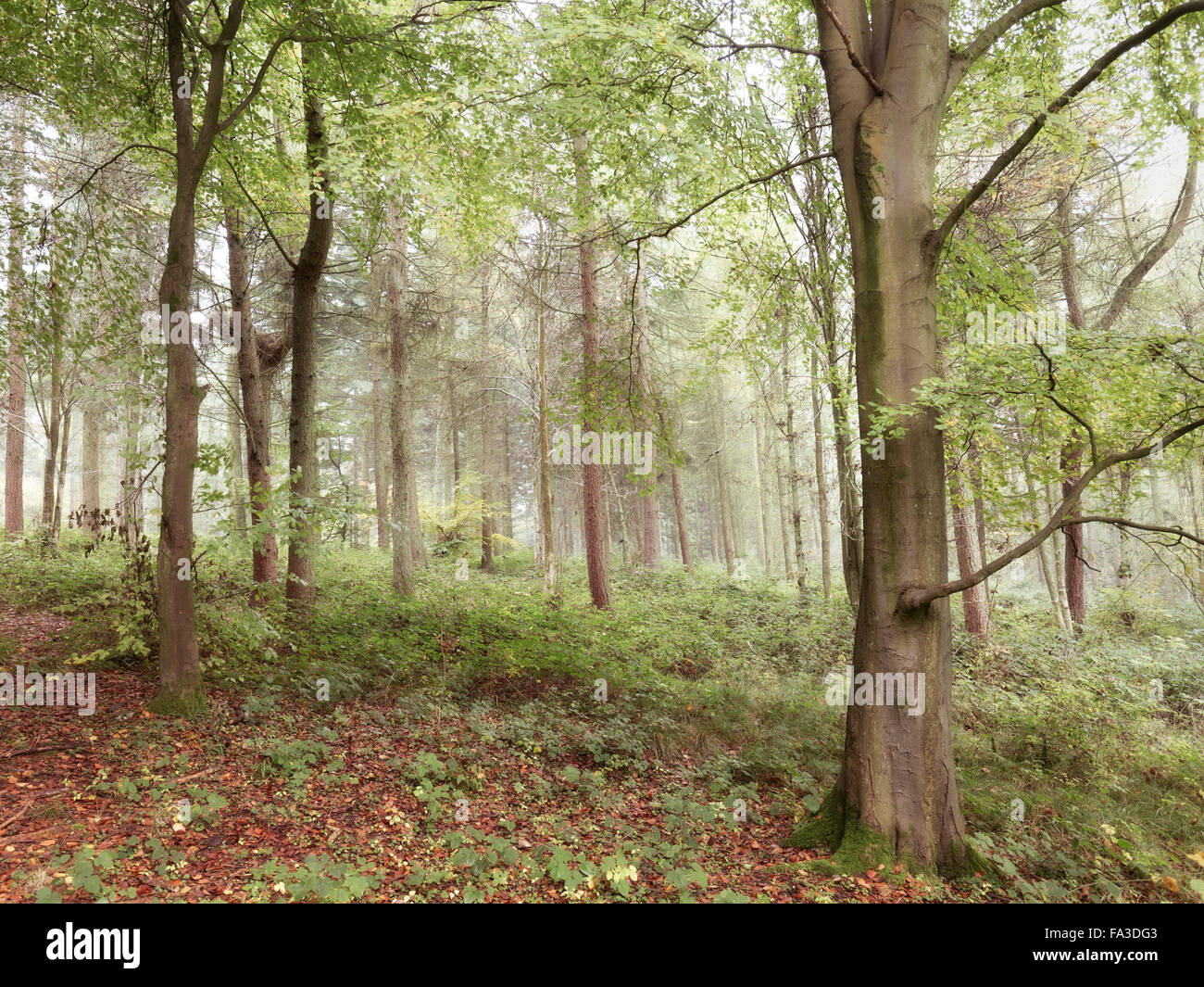 Wendover woods hi-res stock photography and images - Alamy