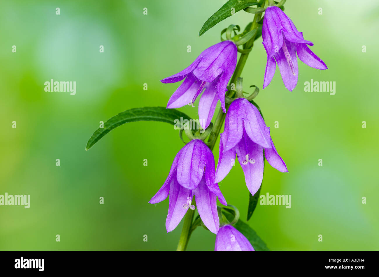 Campanula trachelium or Nettle-leaved Bellflower is a species of ...