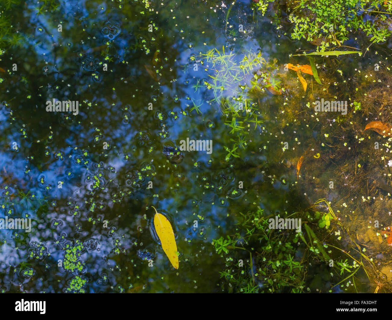 Common duckweed (Lemna minor) floating on water surface. Algae in the ...