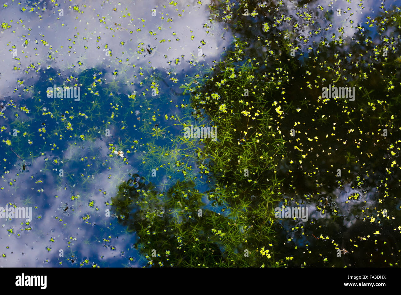 Common duckweed (Lemna minor) floating on water surface. Algae in the ...