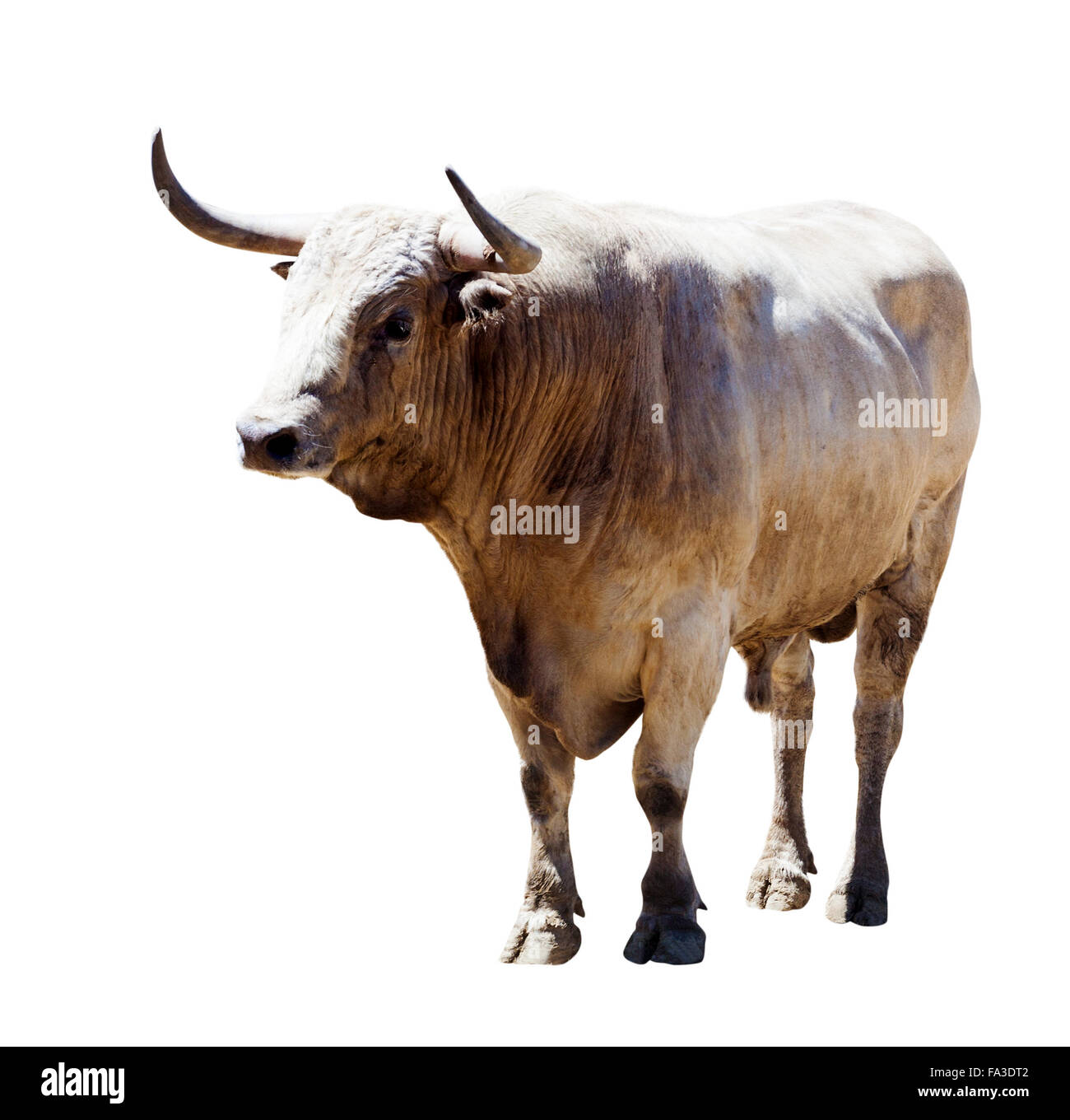 Adult gray bull, isolated over white background Stock Photo - Alamy