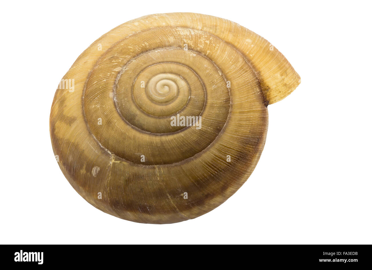 Closeup shell isolated on white background and clipping path Stock ...