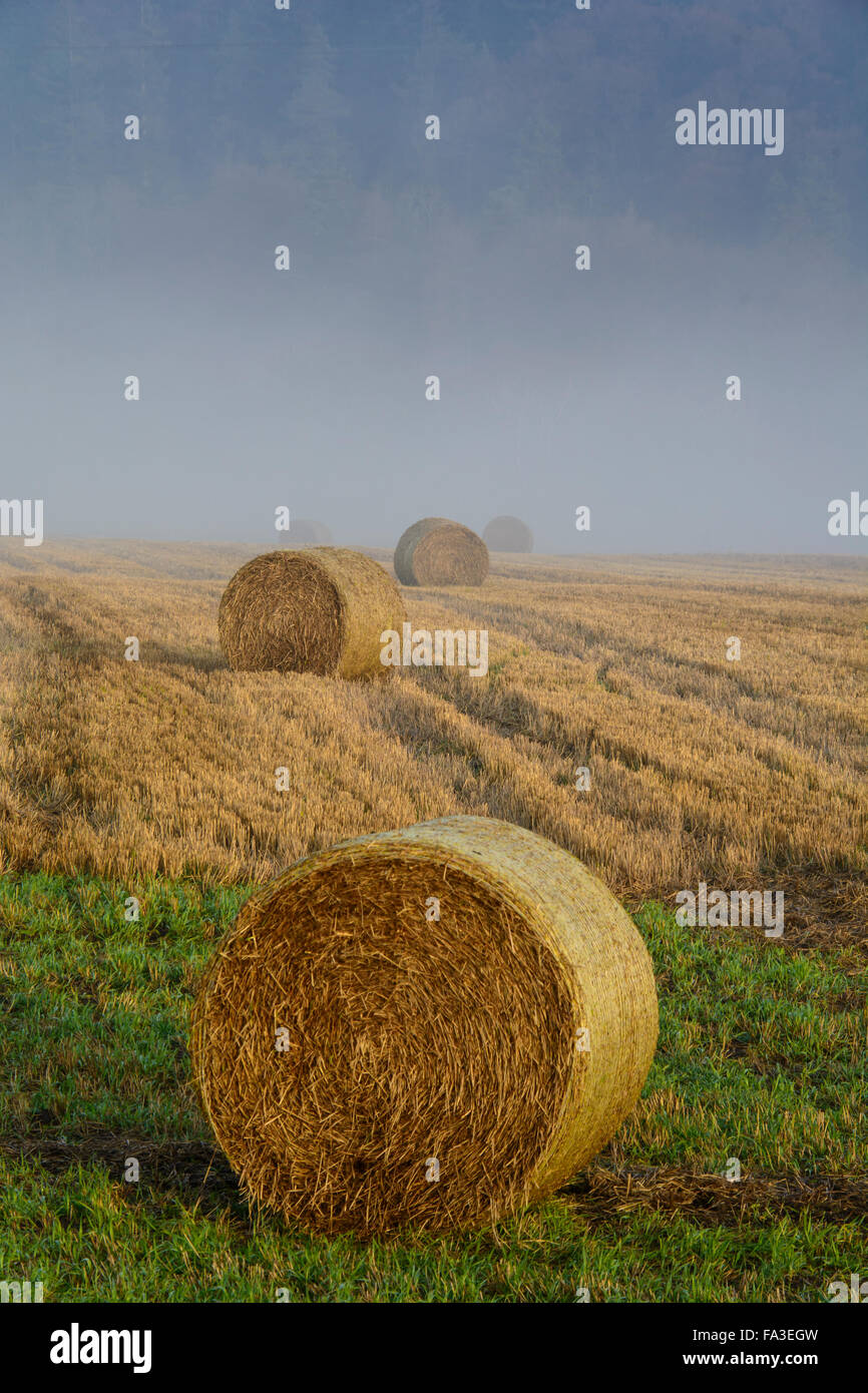 Bails hi-res stock photography and images - Alamy