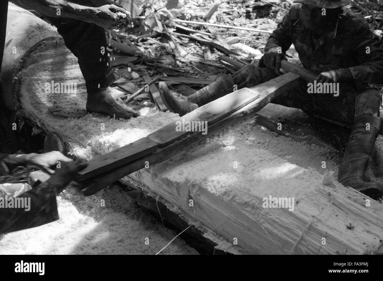 West Papua. 29th May, 2015. An OPM commander cut saago trees in the ...
