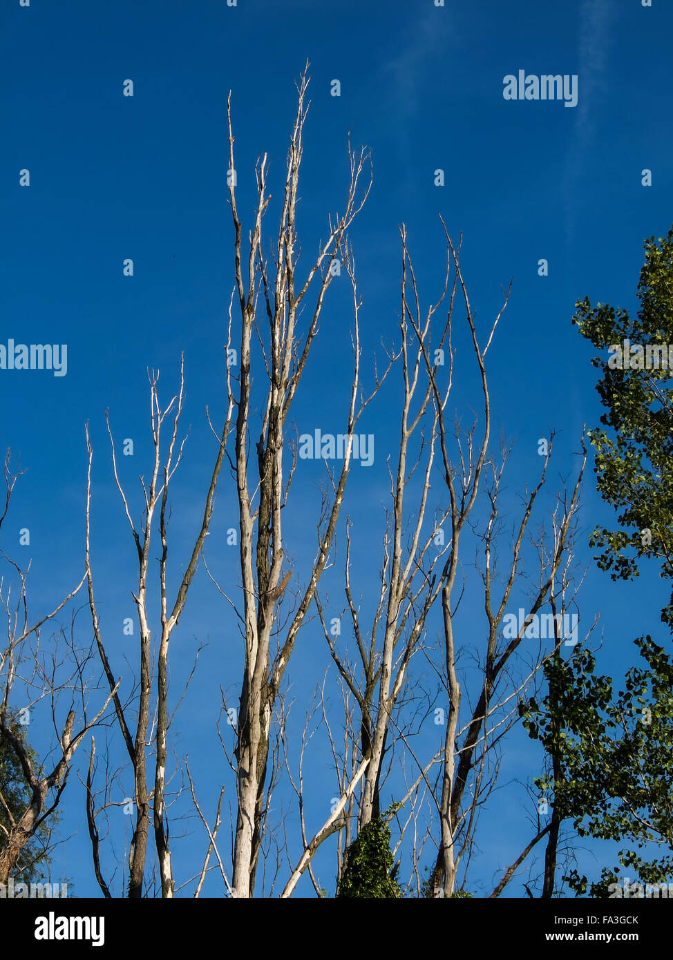 Single old and dead tree branch Stock Photo - Alamy