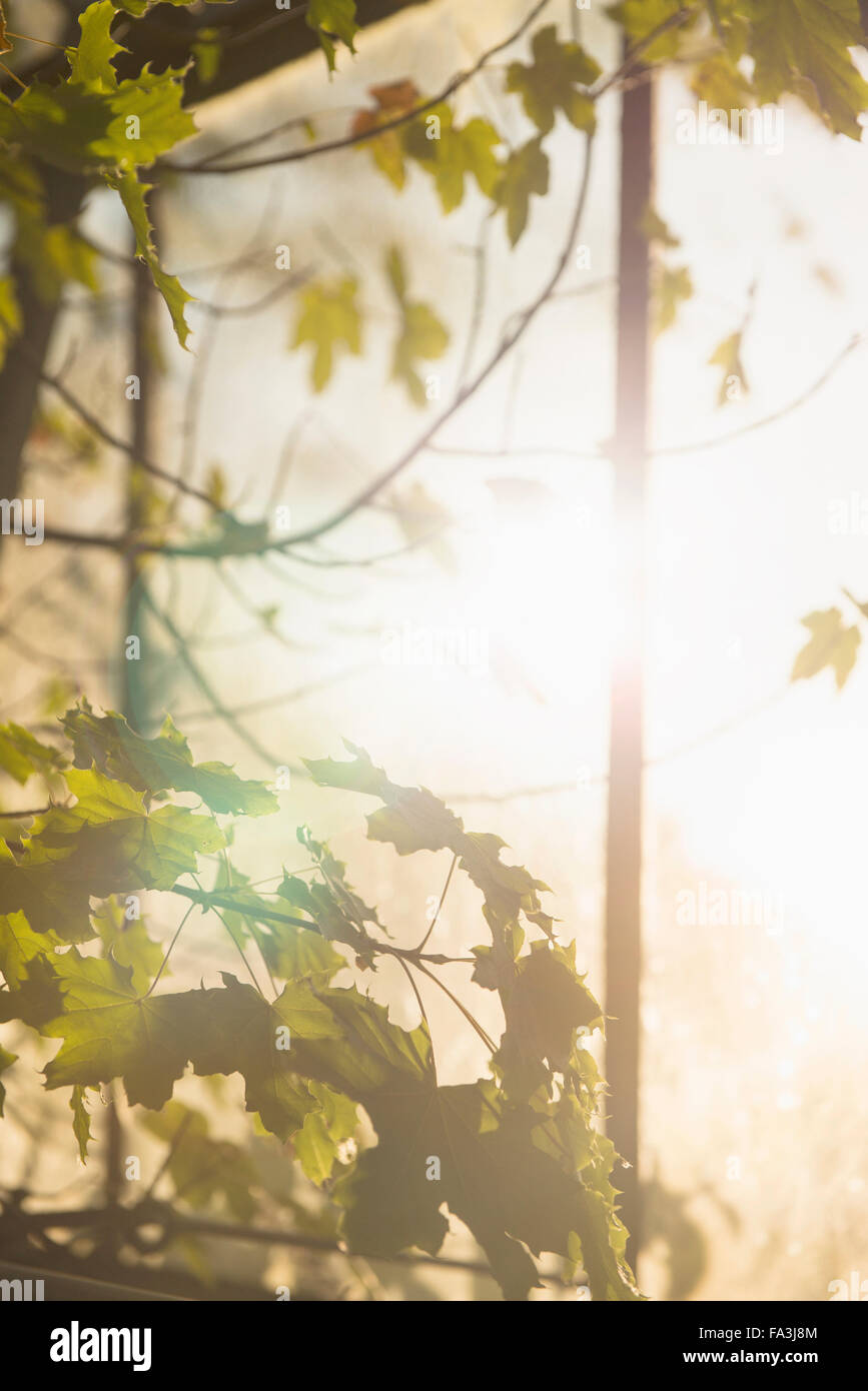 Sun shining through maple leaves in greenhouse, Munich, Bavaria, Germany Stock Photo - Alamy