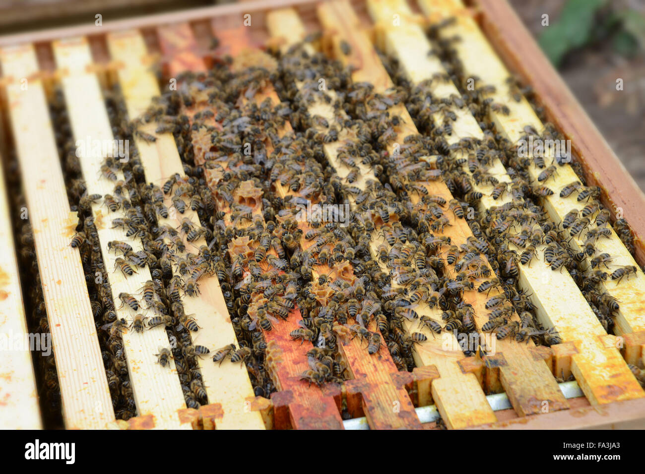 Beehive frames hi-res stock photography and images - Alamy