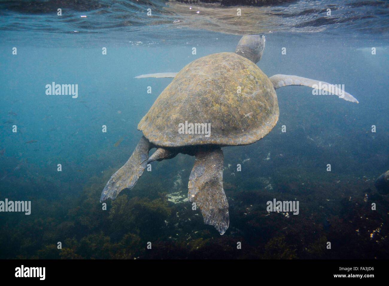 Galapagos sea turtle underwater hi-res stock photography and images - Alamy