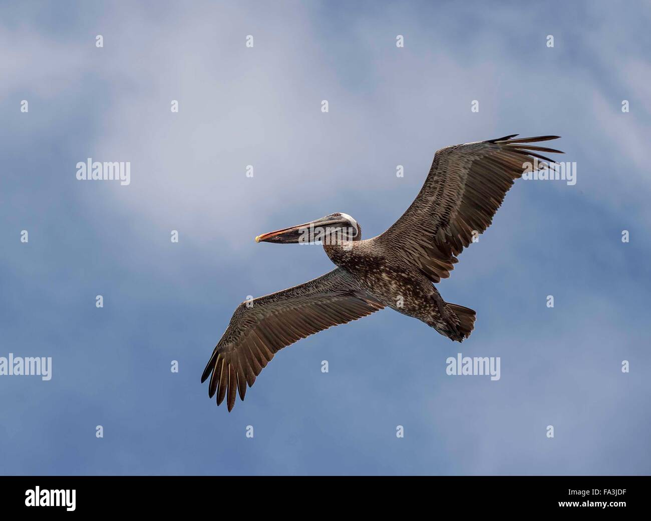Underneath of a flying pelican Stock Photo - Alamy