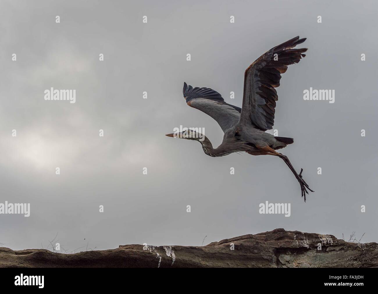 Galapagos blue heron taking off Stock Photo - Alamy