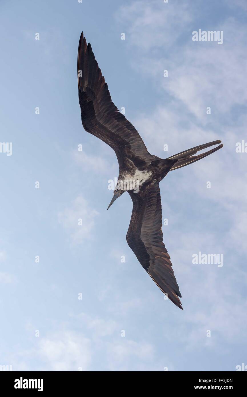 Underneath a great Frigate bird in flight Stock Photo - Alamy