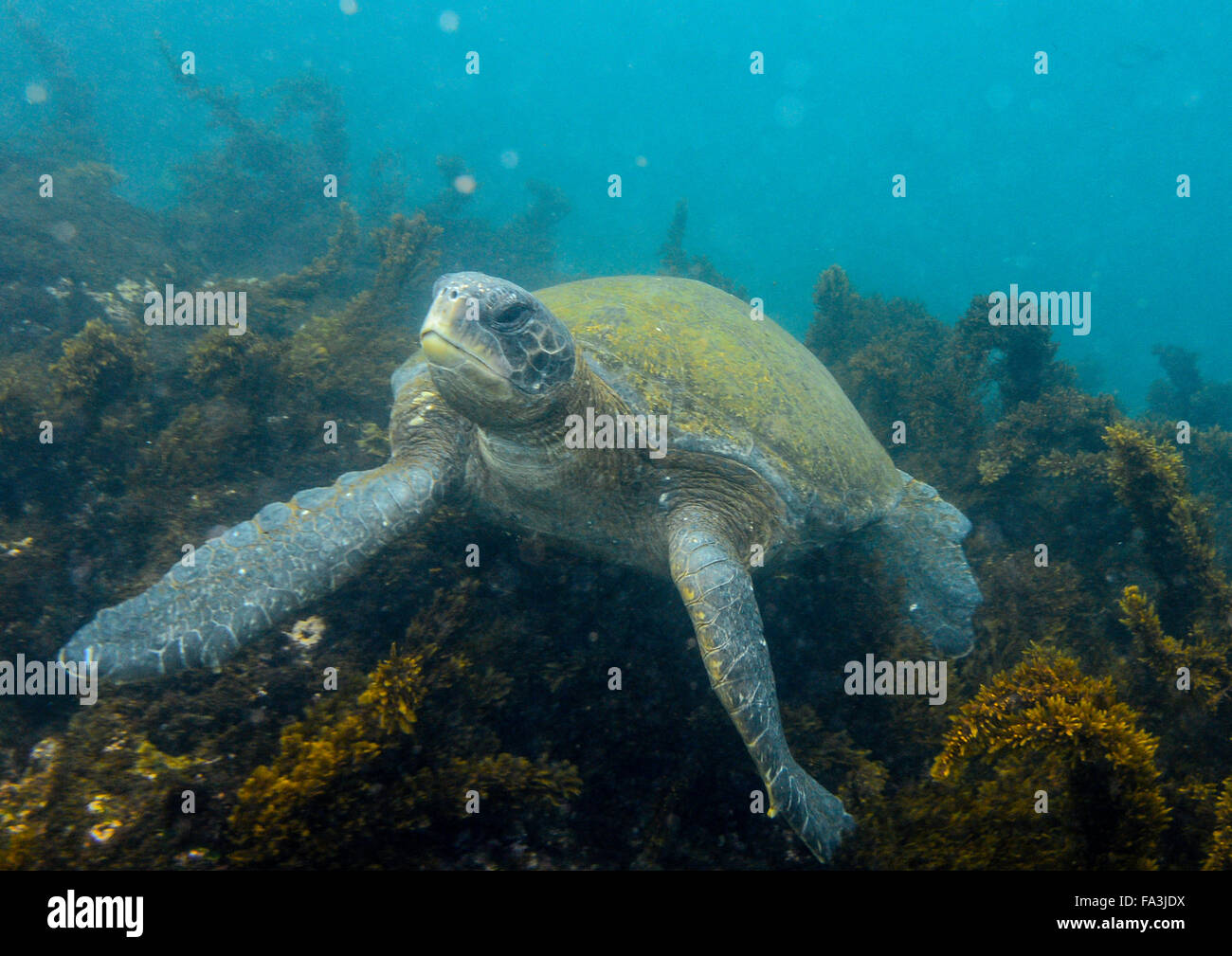 Green sea turtle swimming hi-res stock photography and images - Alamy