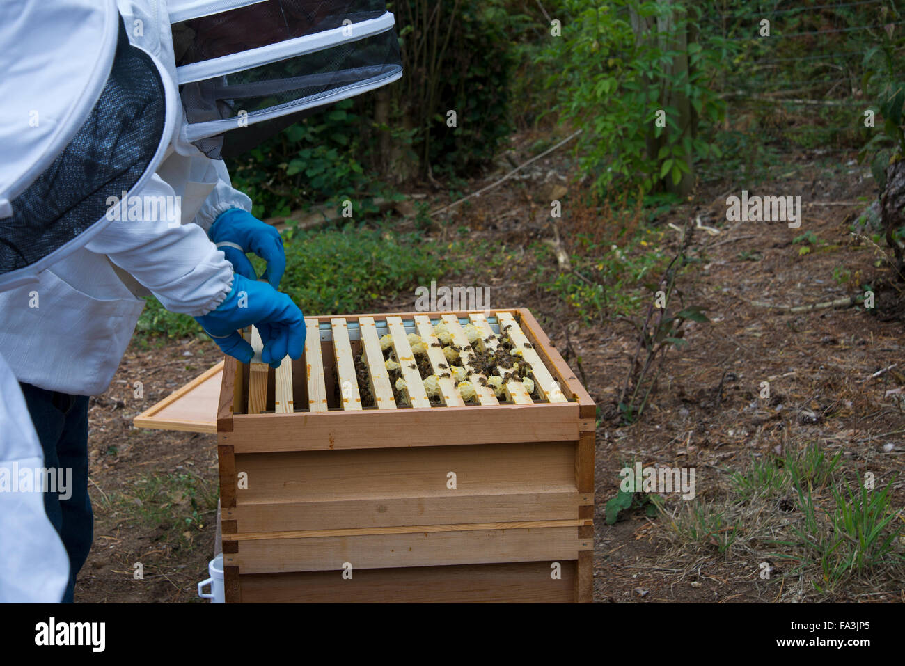 A man handling a frame in an open beehive with honeybees collecting on ...
