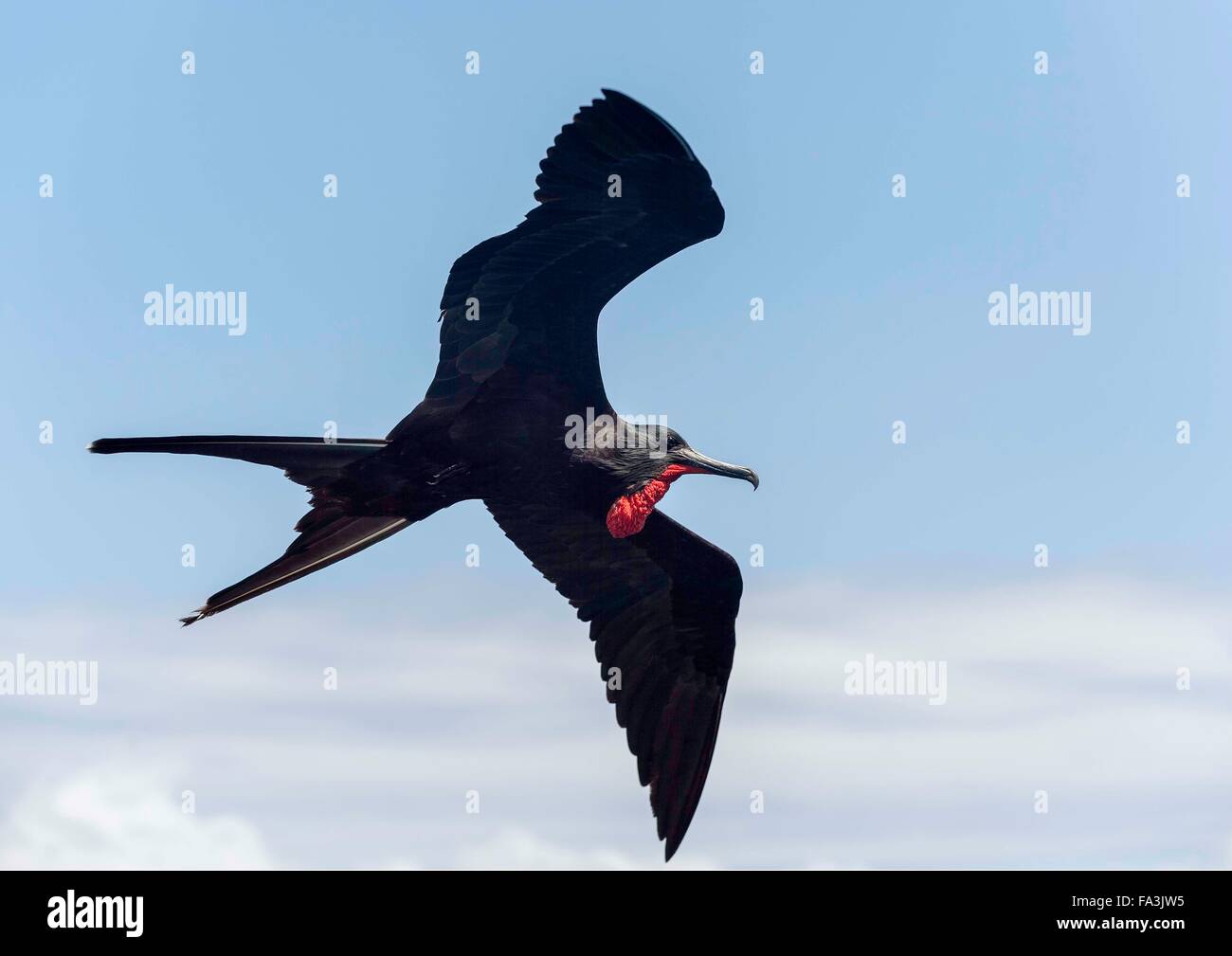 A Magnificent Frigate bird flying Stock Photo - Alamy