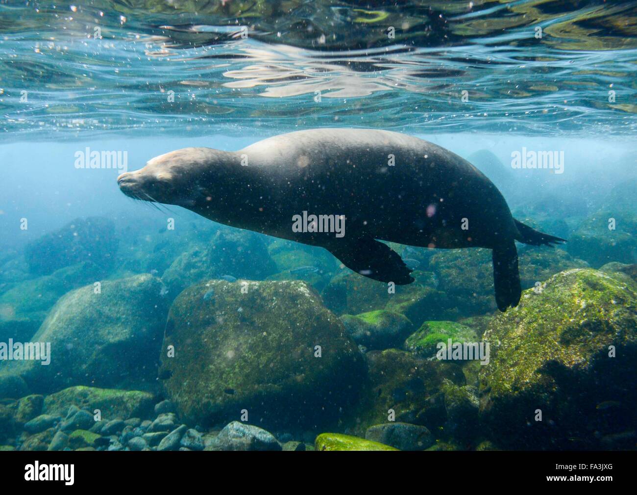 A Galapagos sea lion swimming Stock Photo - Alamy
