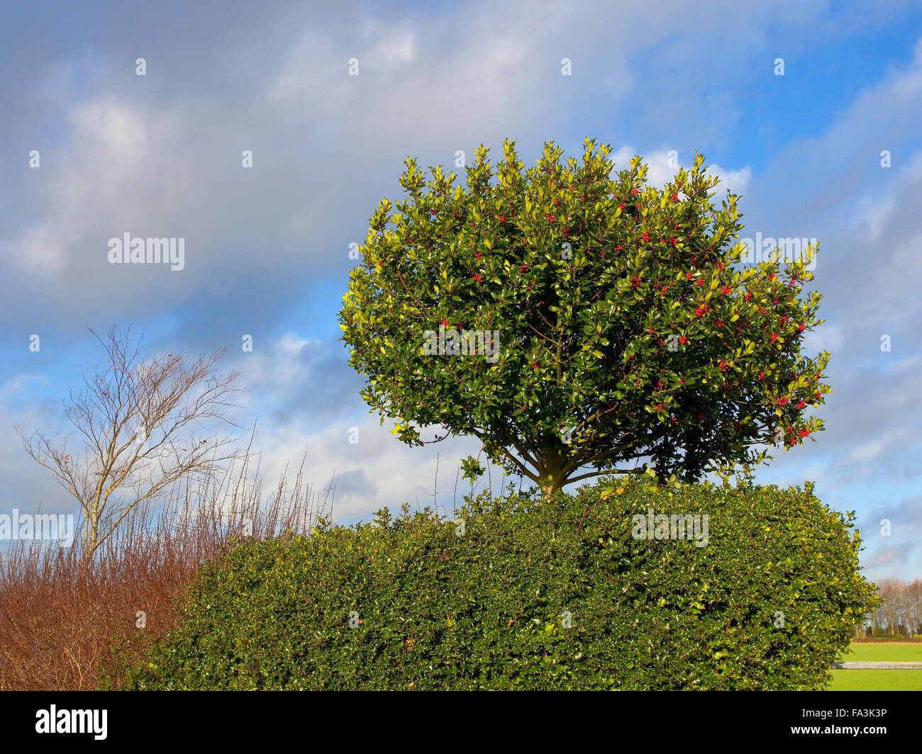 Holly hedge and garden hi-res stock photography and images - Alamy